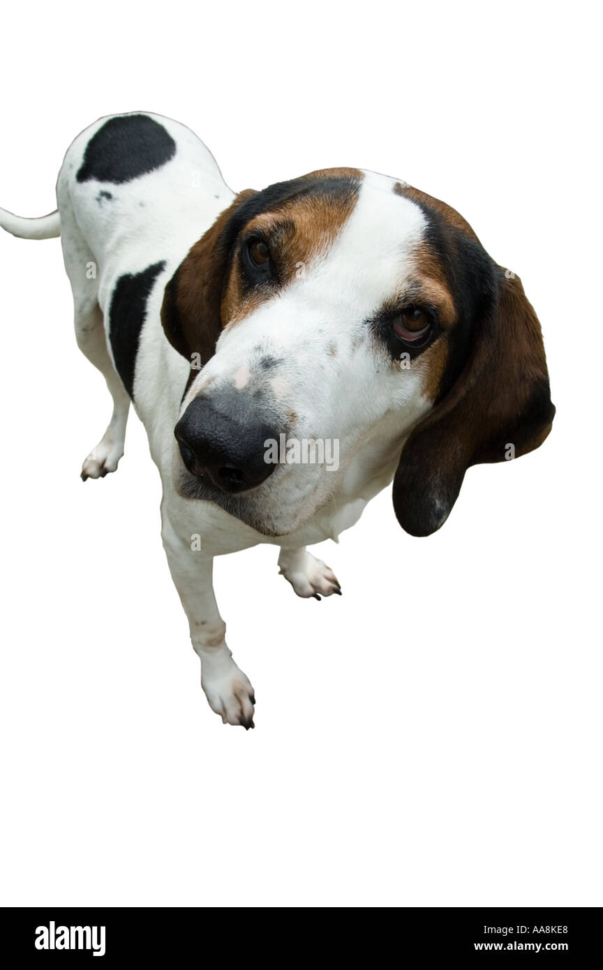 Old Hound Dog Stock Photo - Alamy
