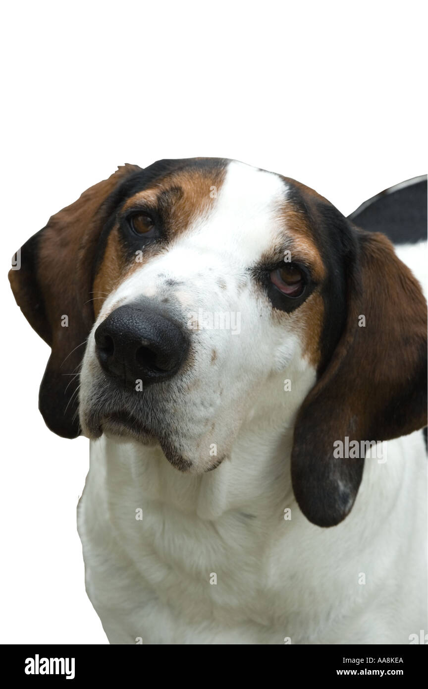Old Hound Dog Stock Photo - Alamy