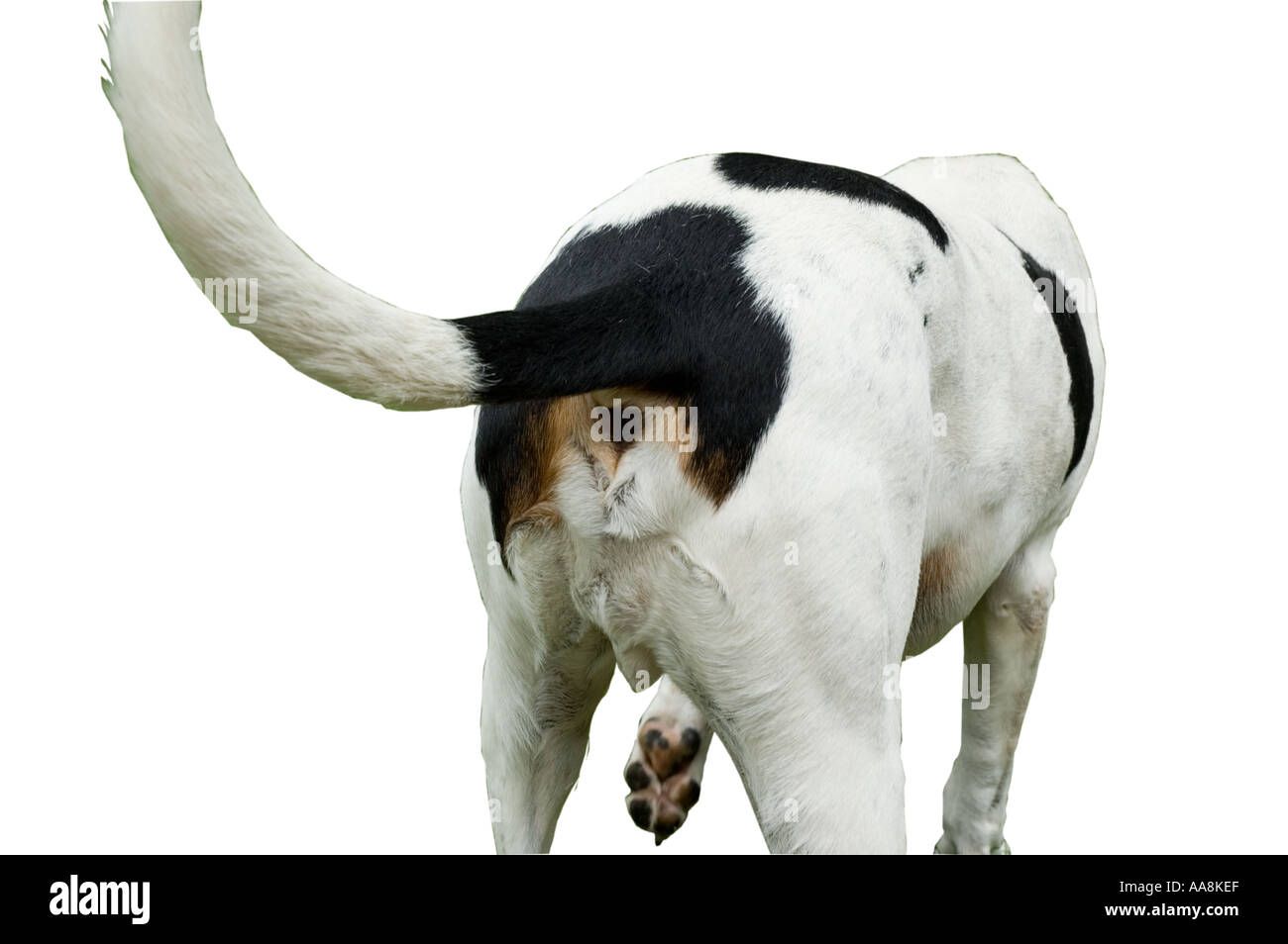 Old Hound Dog Stock Photo - Alamy