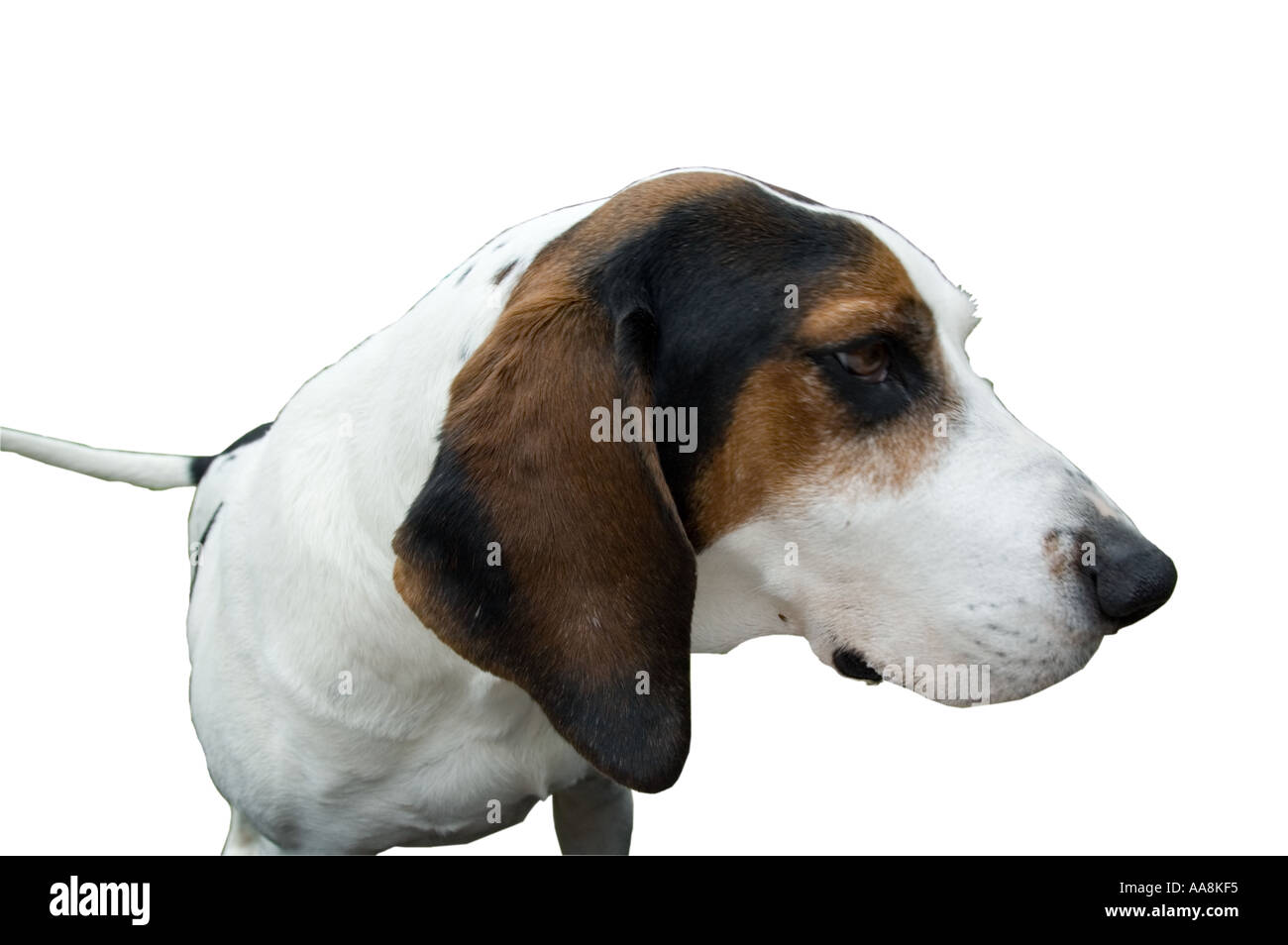 Old Hound Dog Stock Photo - Alamy