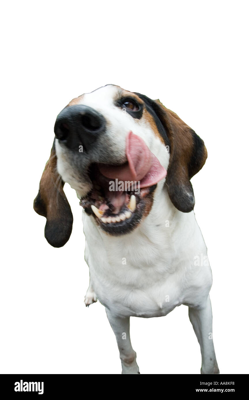 Old Hound Dog Stock Photo - Alamy