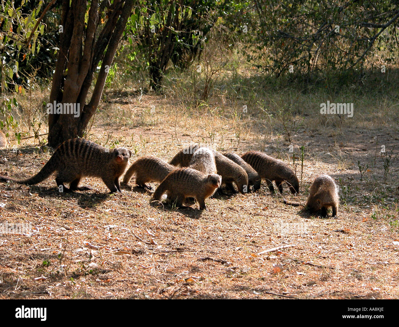Banded mongoose foraging hi-res stock photography and images - Alamy