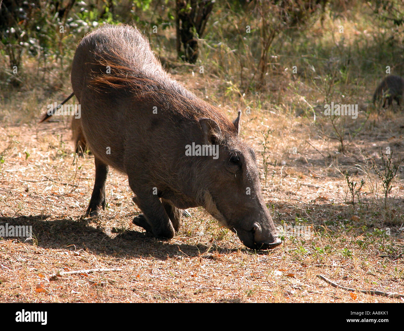 Common warthog at maasai mara national reserve hi-res stock photography ...