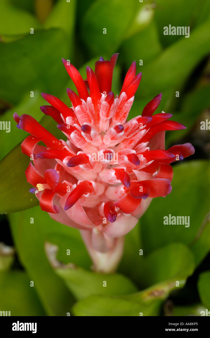 BROMELIAD BROMELIACEAE AECHMEA FLOWER VERTICAL BAPDB7355 Stock Photo ...