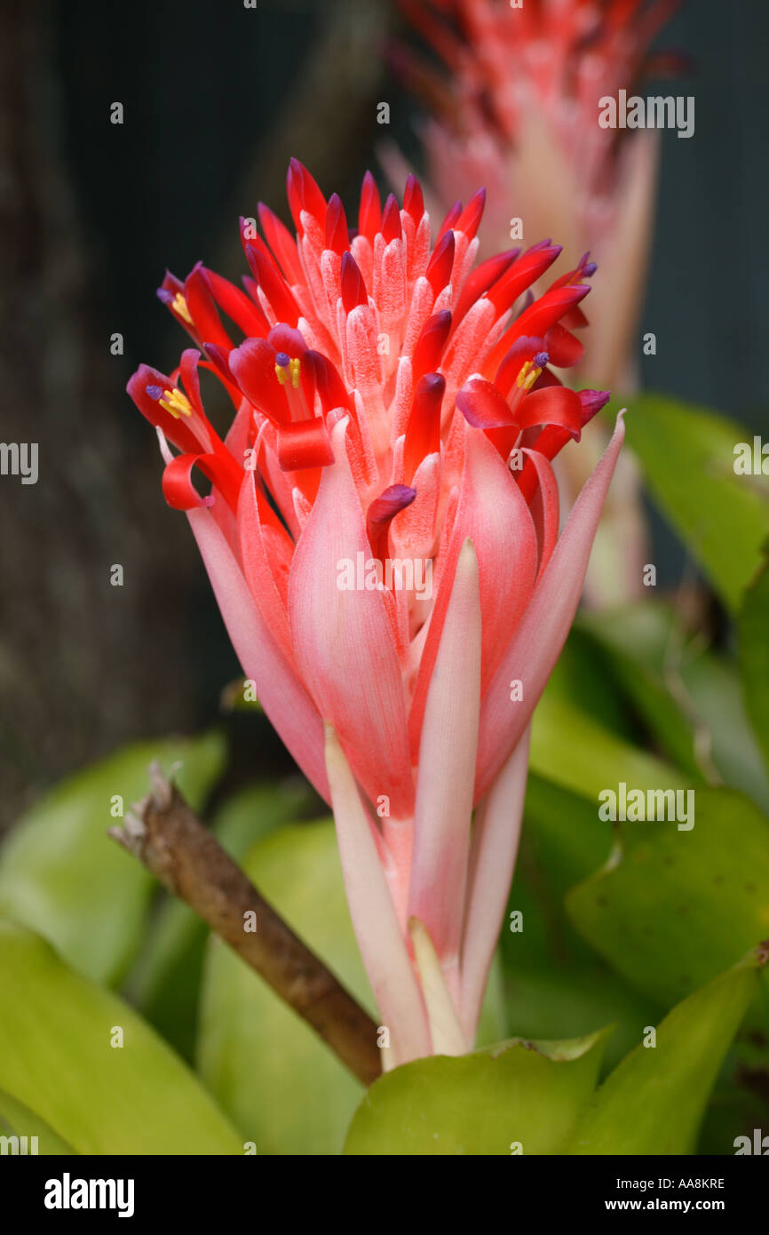 BROMELIAD BROMELIACEAE AECHMEA FLOWER VERTICAL BAPDB7362 Stock Photo ...