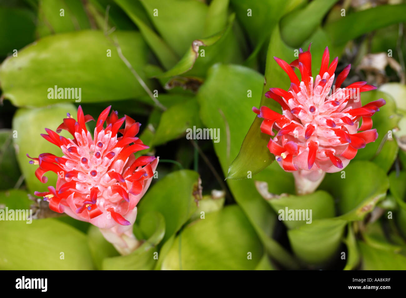 TWO BROMELIAD BROMELIACEAE AECHMEA FLOWERS HORIZONTAL BAPDB7363 Stock ...
