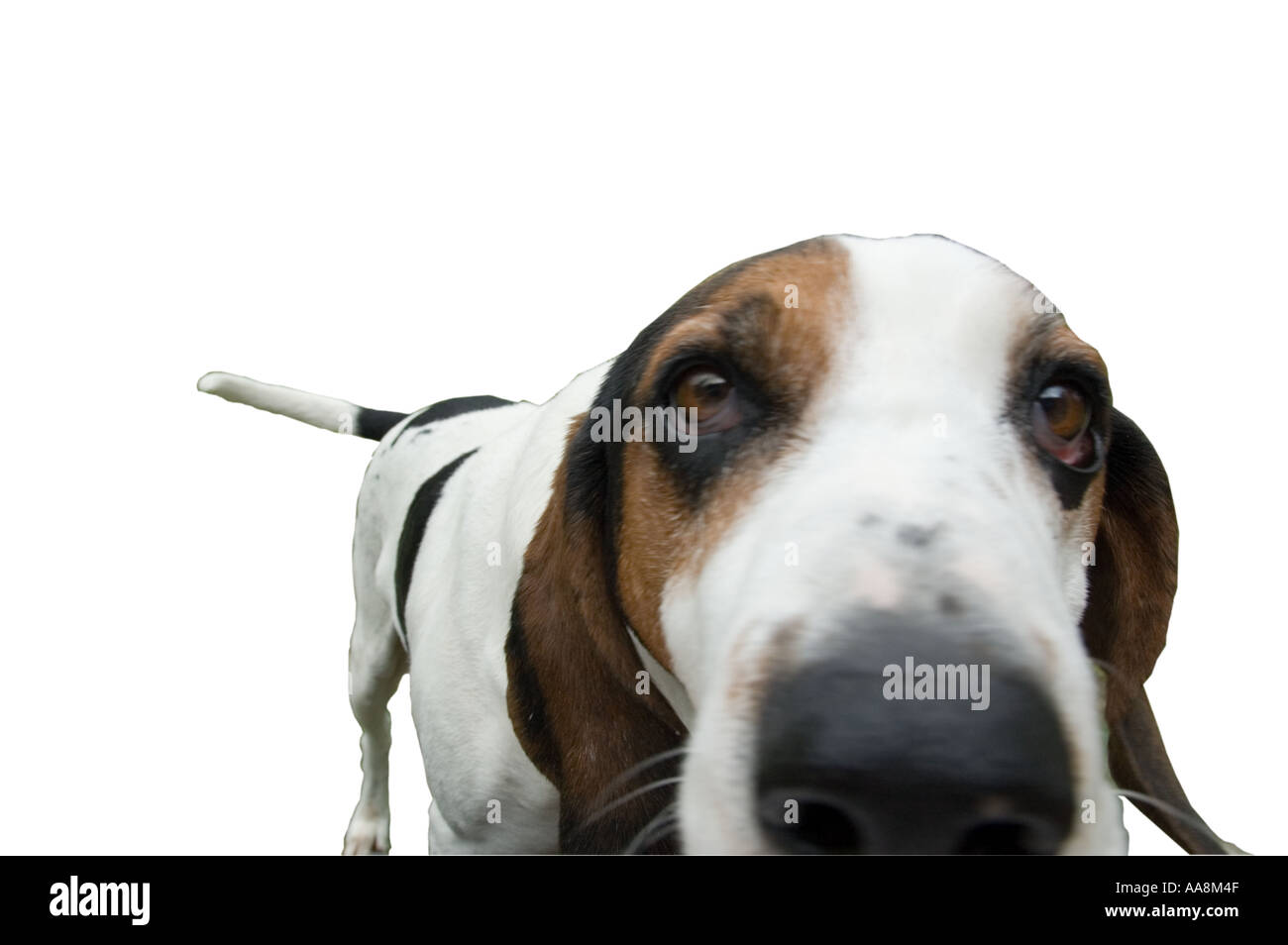 Old Hound Dog Stock Photo - Alamy