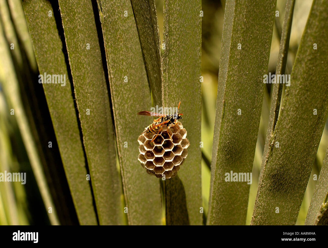 A wasp building a nest on a palm leaf in the south of France Picture by ...