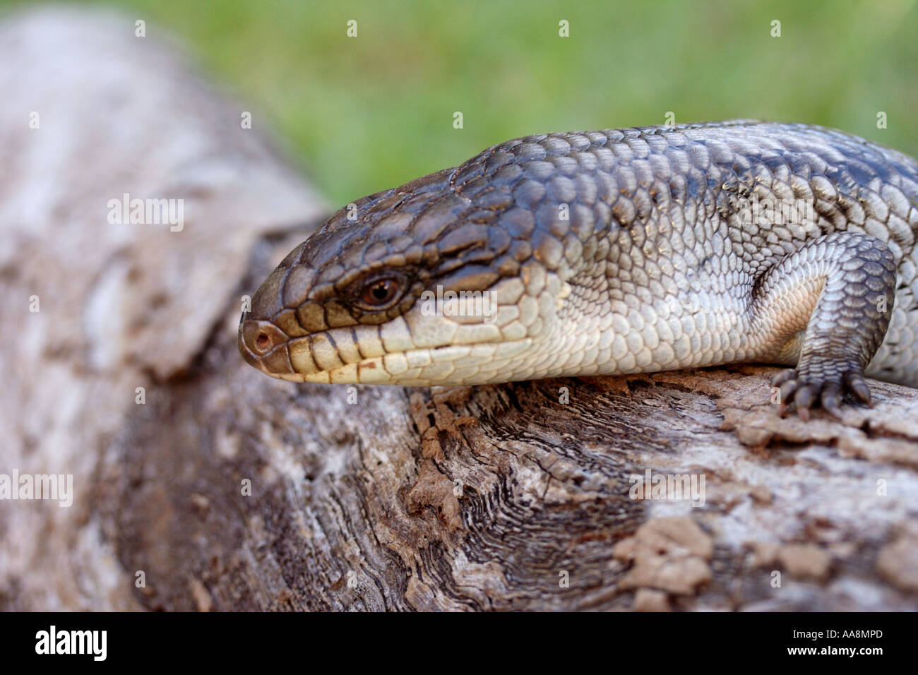 Blue tongue lizard stumpy tail hi-res stock photography and images - Alamy
