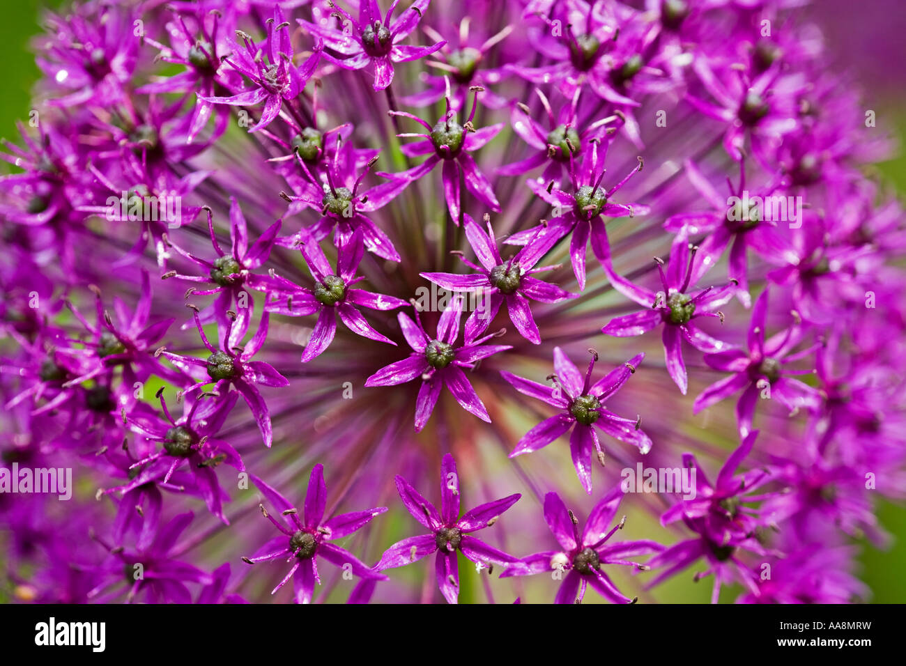 A close up of an allium flower growing in an English garden Stock Photo ...