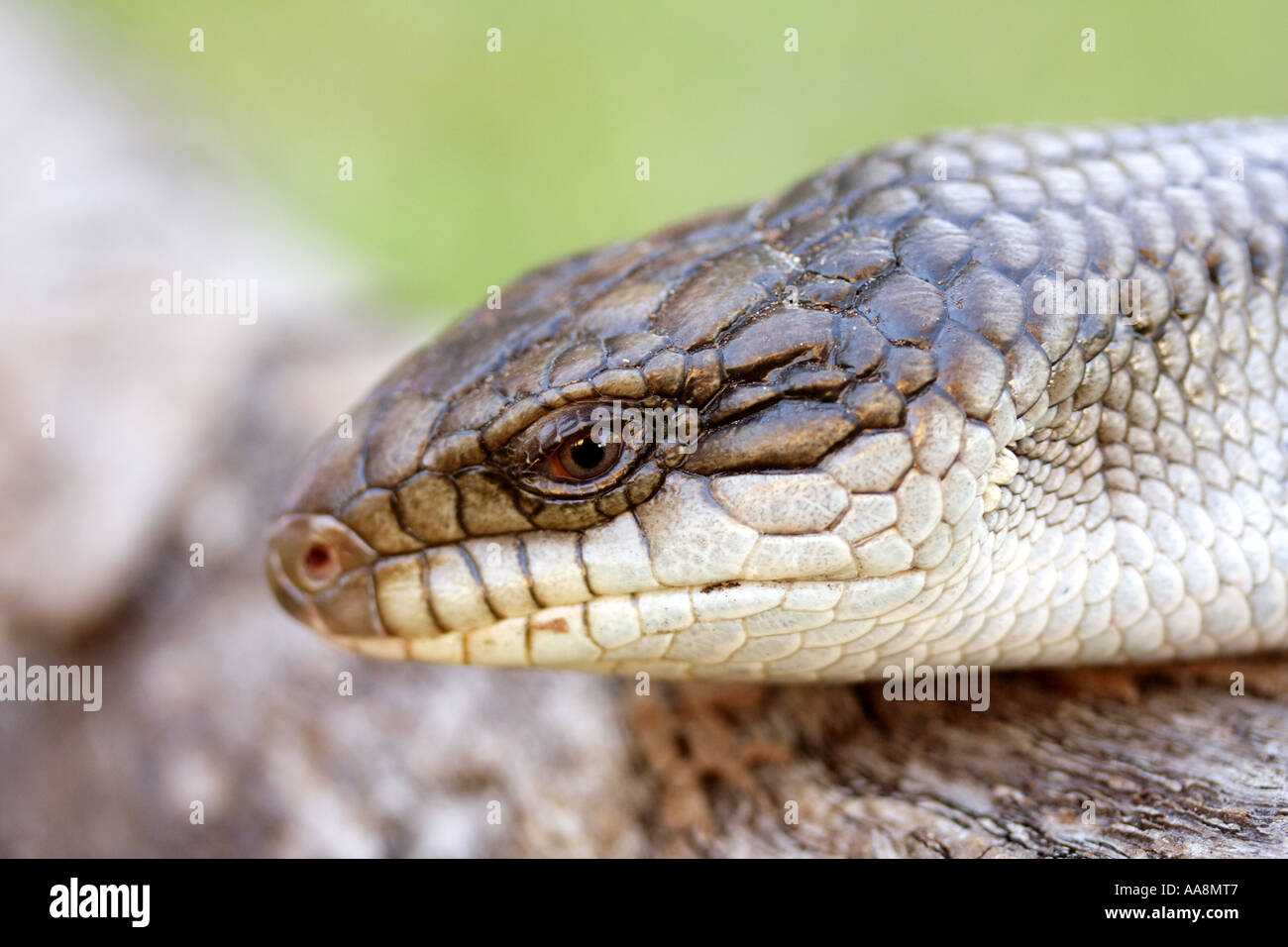 Blue tongue lizard stumpy tail hi-res stock photography and images - Alamy