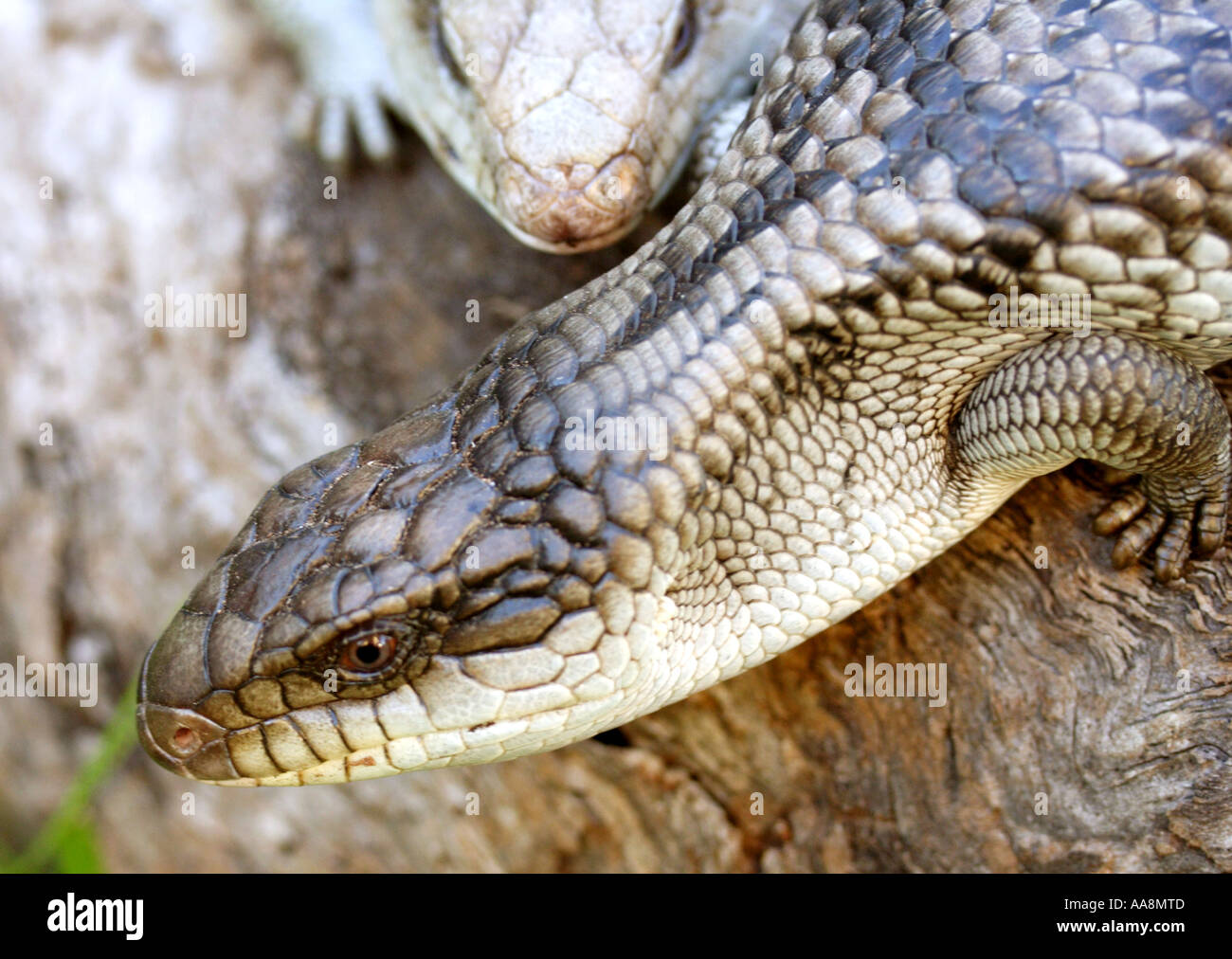 A PAIR OF BLUE TONGUE LIZARDS BAPDA7093 Stock Photo - Alamy
