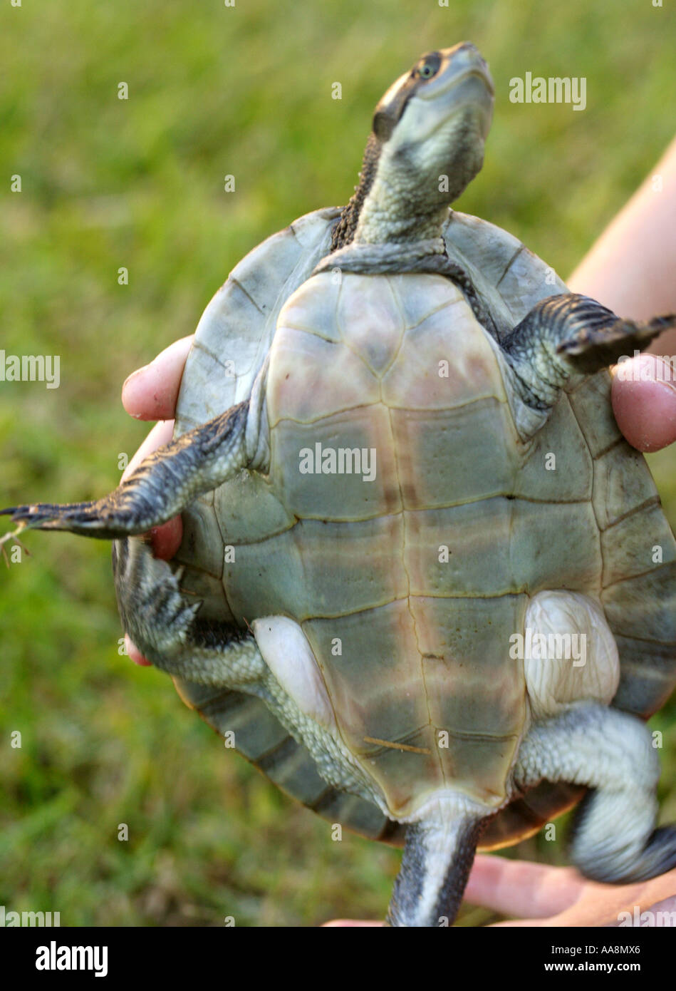 Underneath turtle hi-res stock photography and images - Alamy