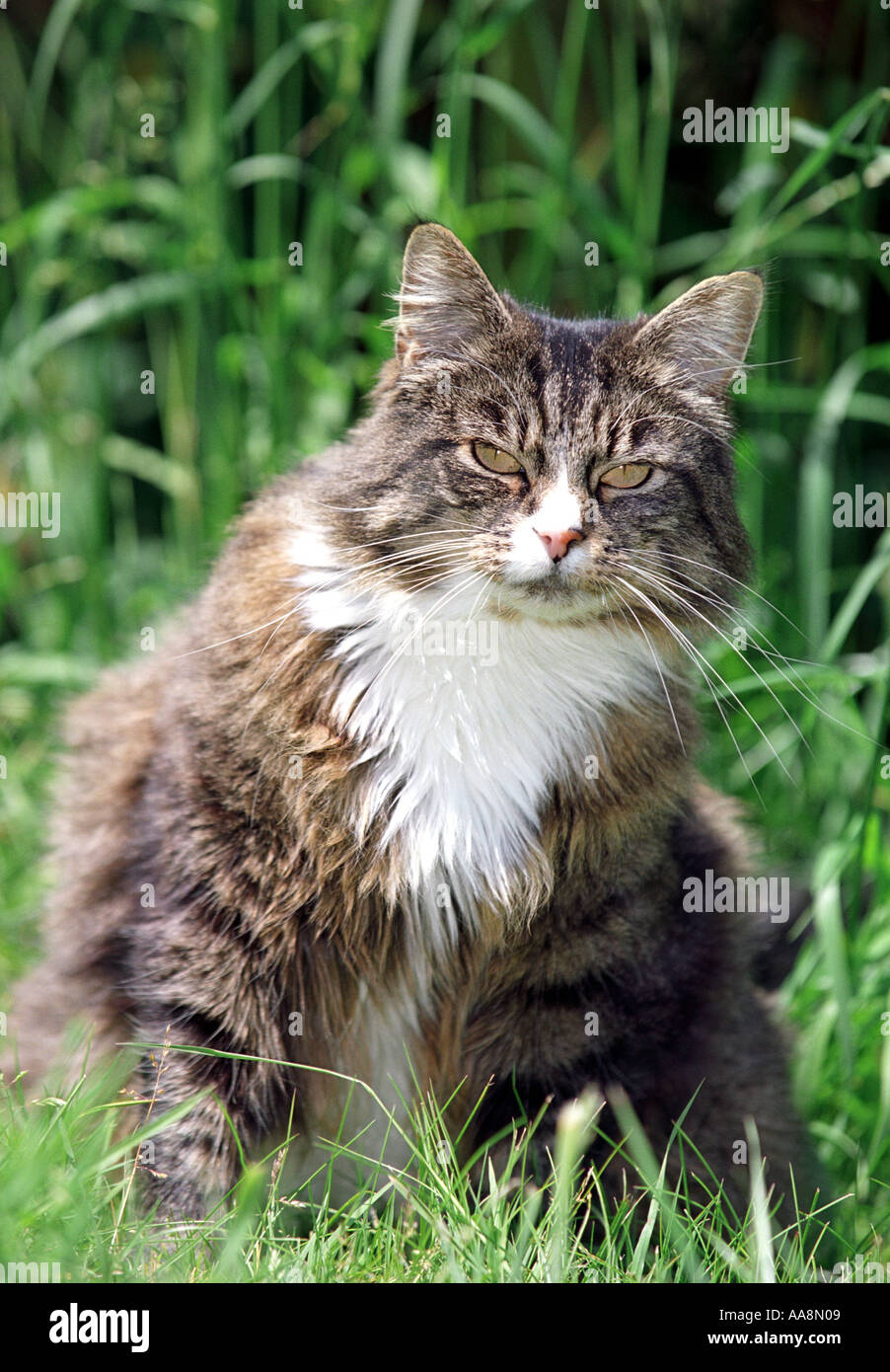 Tabby cat in grass Stock Photo - Alamy