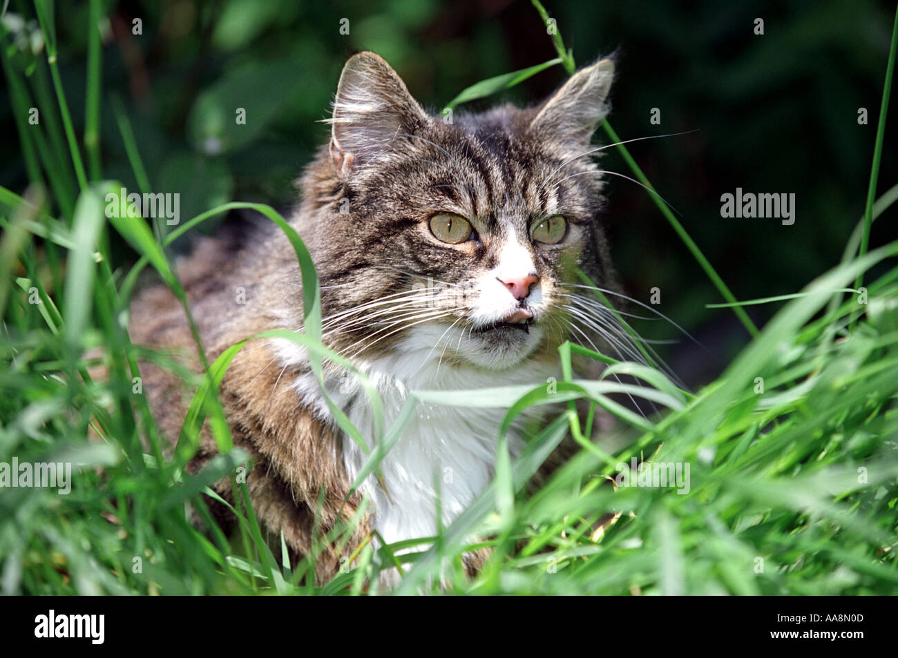 Tabby cat in grass Stock Photo - Alamy