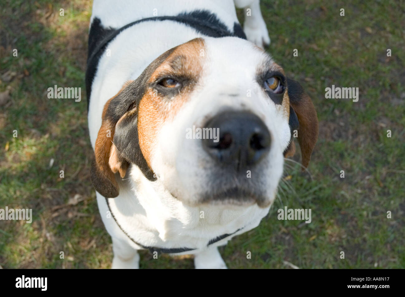 Old Hound Dog Stock Photo - Alamy