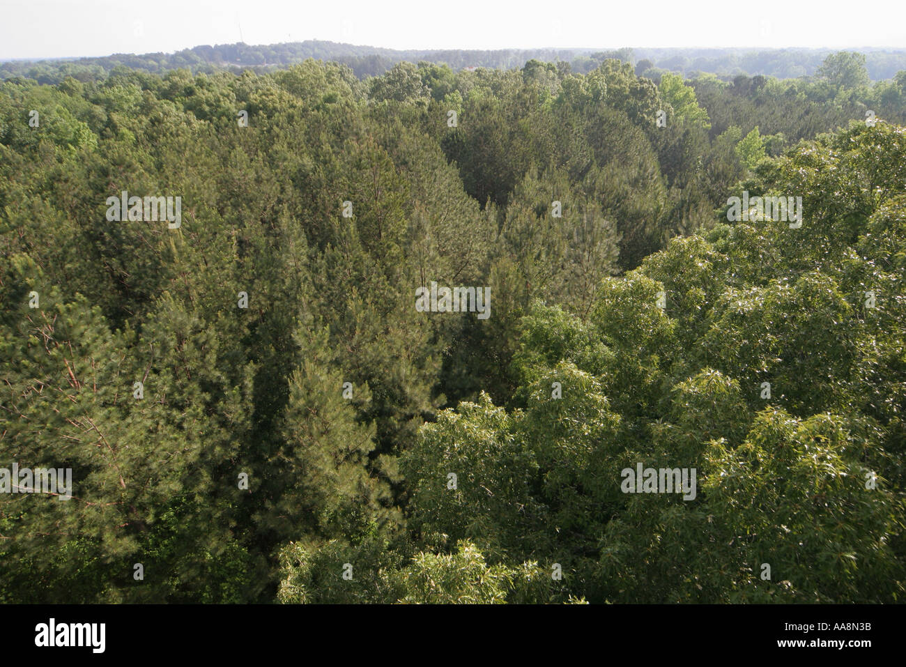 Alabama Morgan County,Decatur,tree trees tops,conifer,deciduous,aerial ...