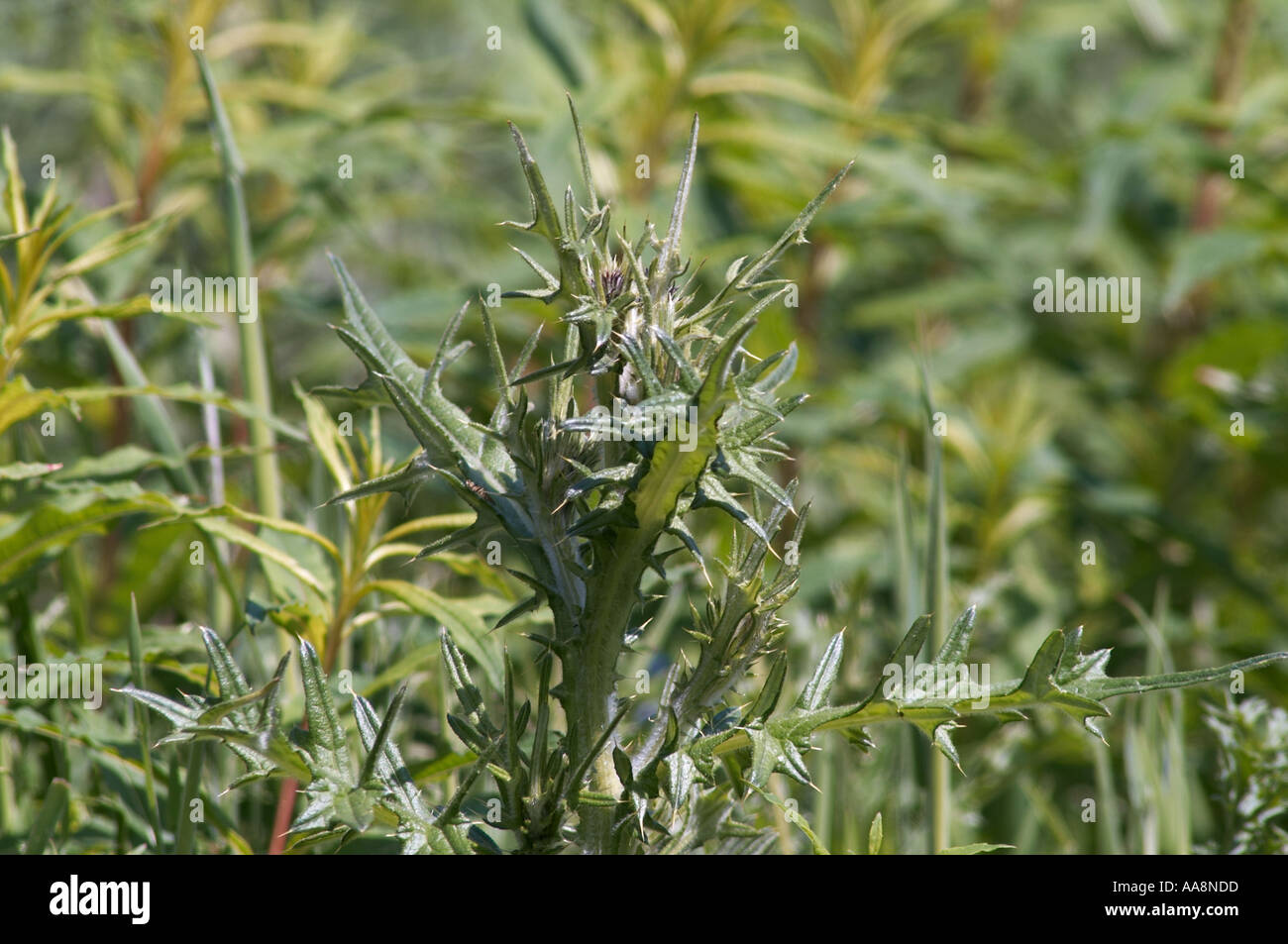Thistle,thistle, weed, prick, prickle, prickly, spikes, spike, spikey ...