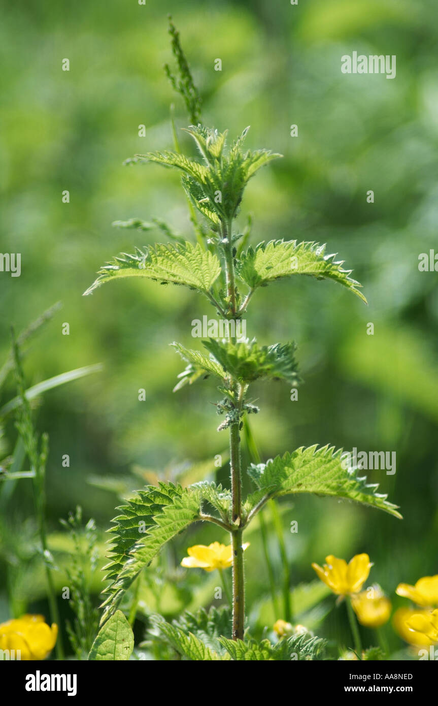 An english stinging nettle hi-res stock photography and images - Alamy