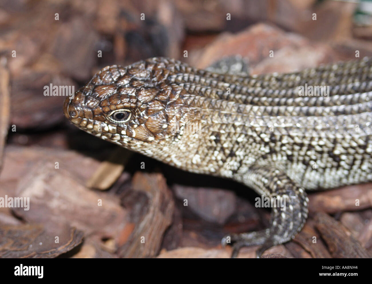 Robust lizard hi-res stock photography and images - Alamy