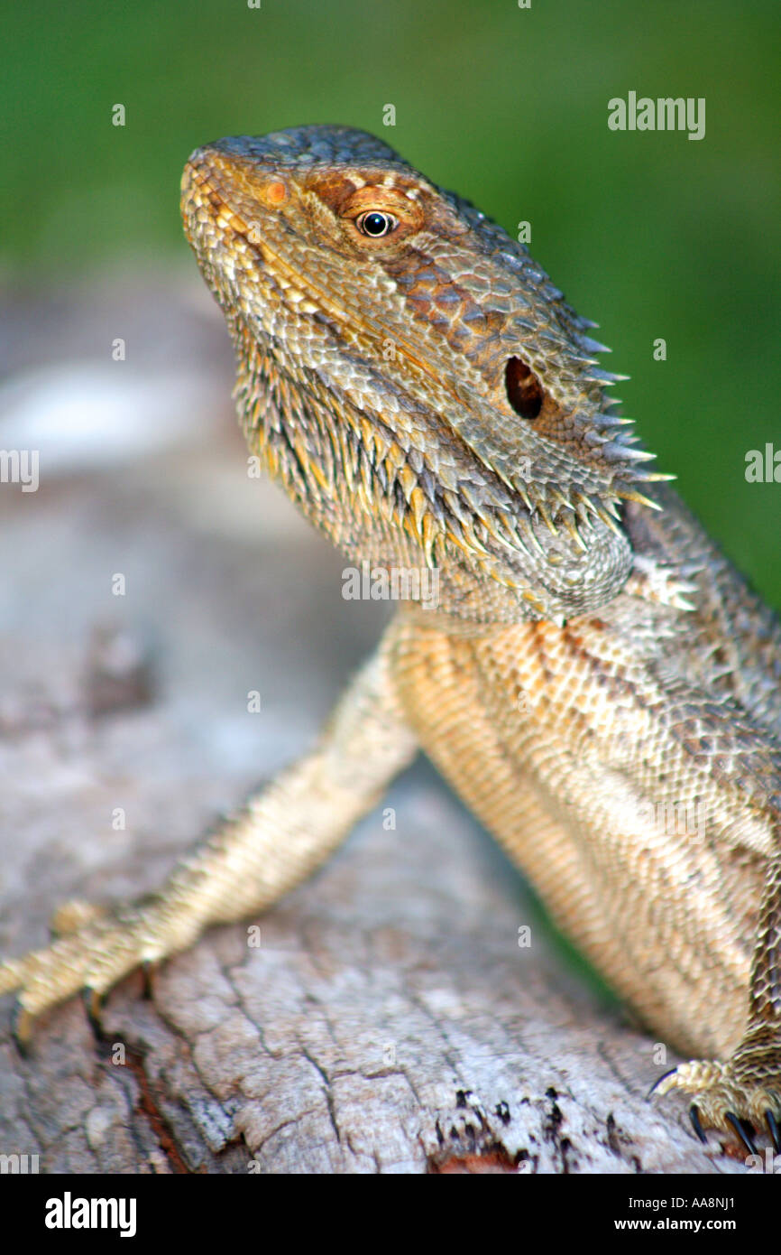 Gular fold hi-res stock photography and images - Alamy