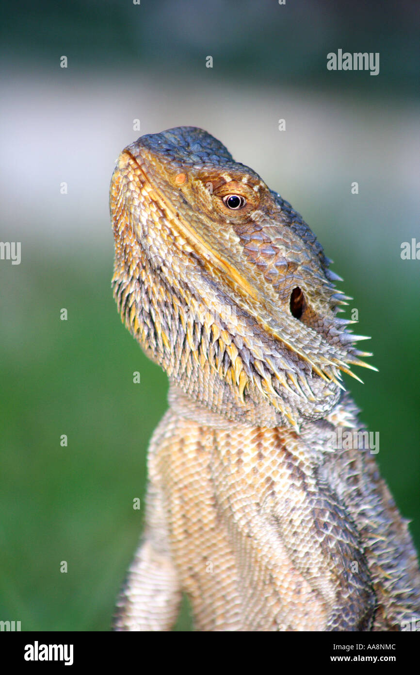 Gular Fold High Resolution Stock Photography and Images - Alamy
