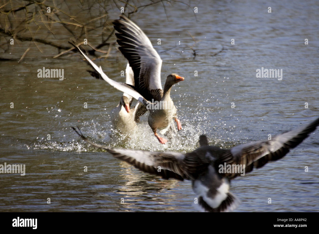 Graugänse streiten Greylag Goose fighting Stock Photo - Alamy