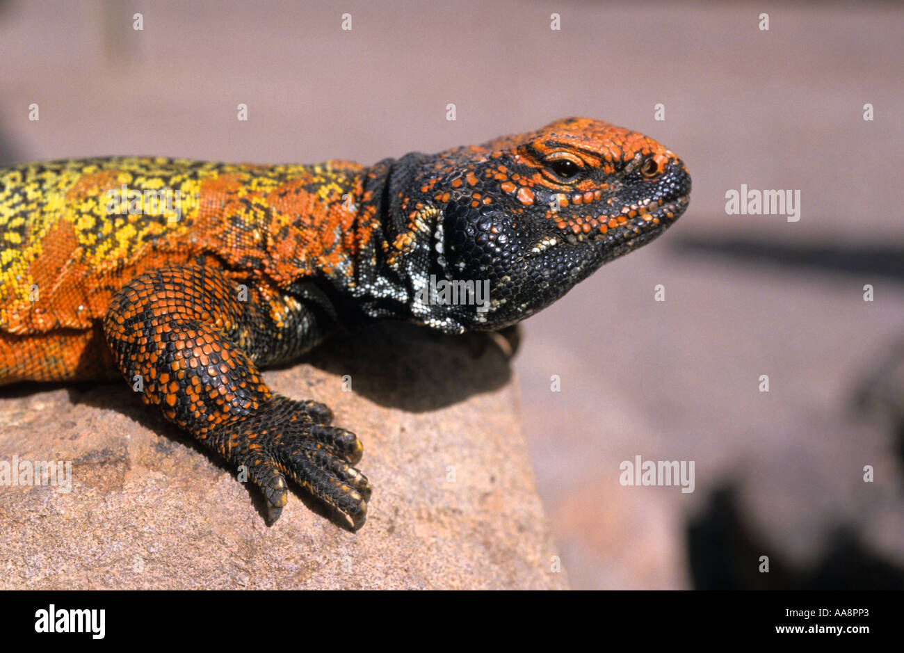 Lizard in Sahara desert Morocco Stock Photo - Alamy