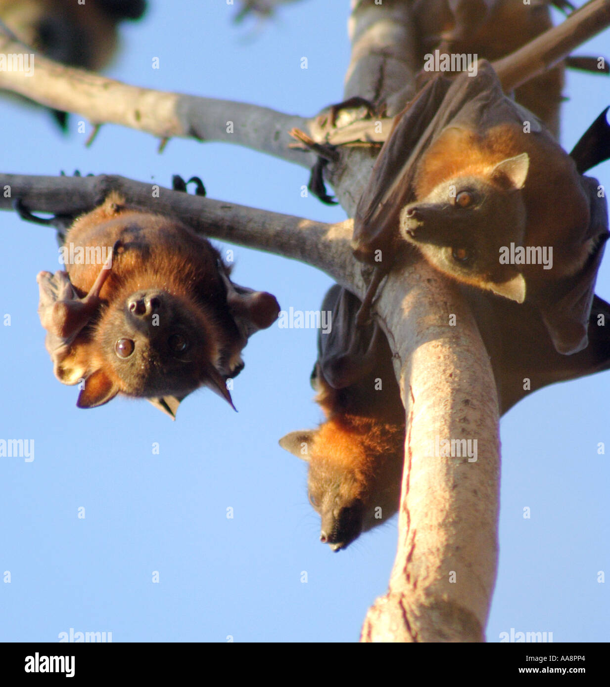Australian Native Flying Foxes High Resolution Stock Photography and ...