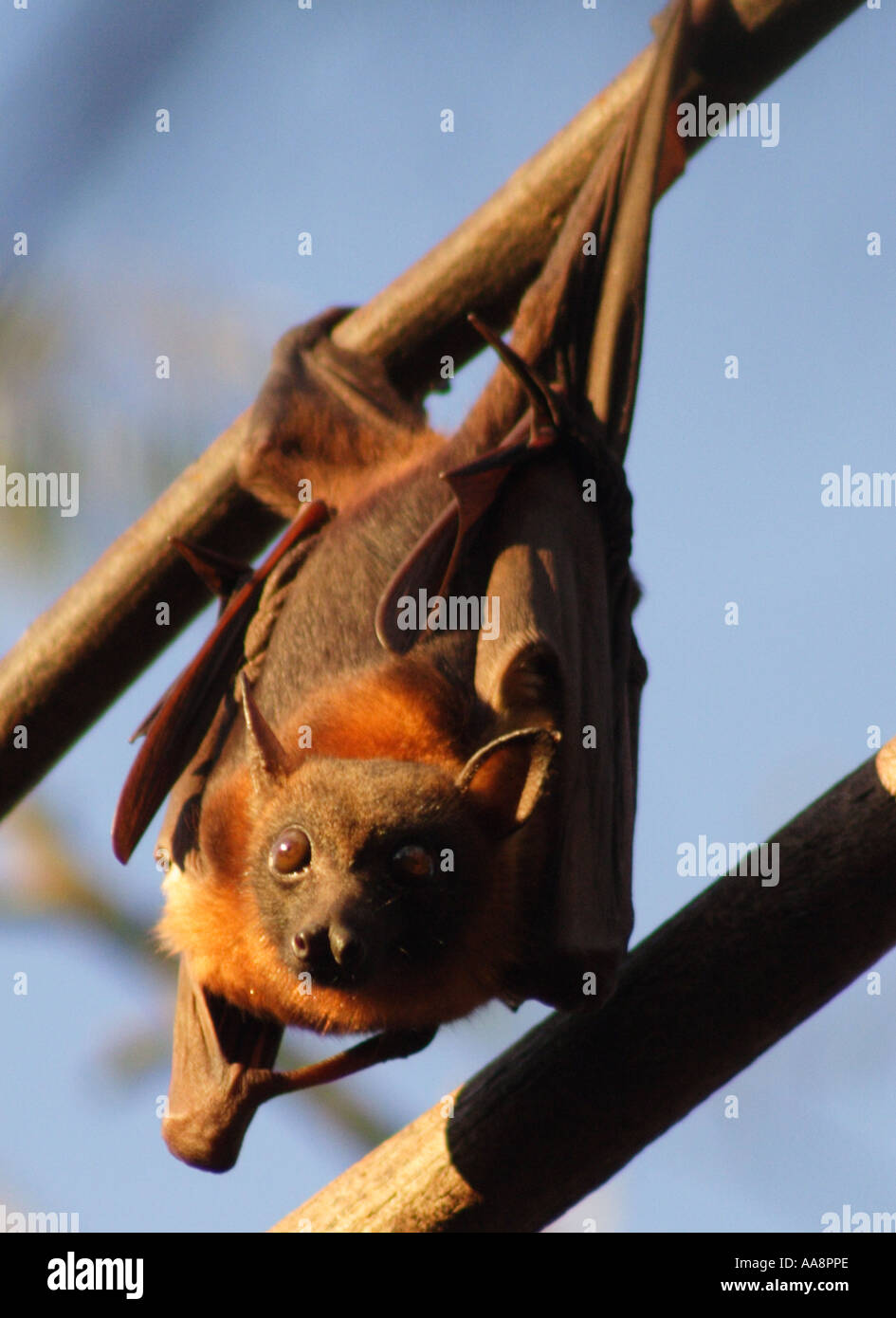 A GREY HEADED FLYING FOX BAPDA7187 Stock Photo - Alamy