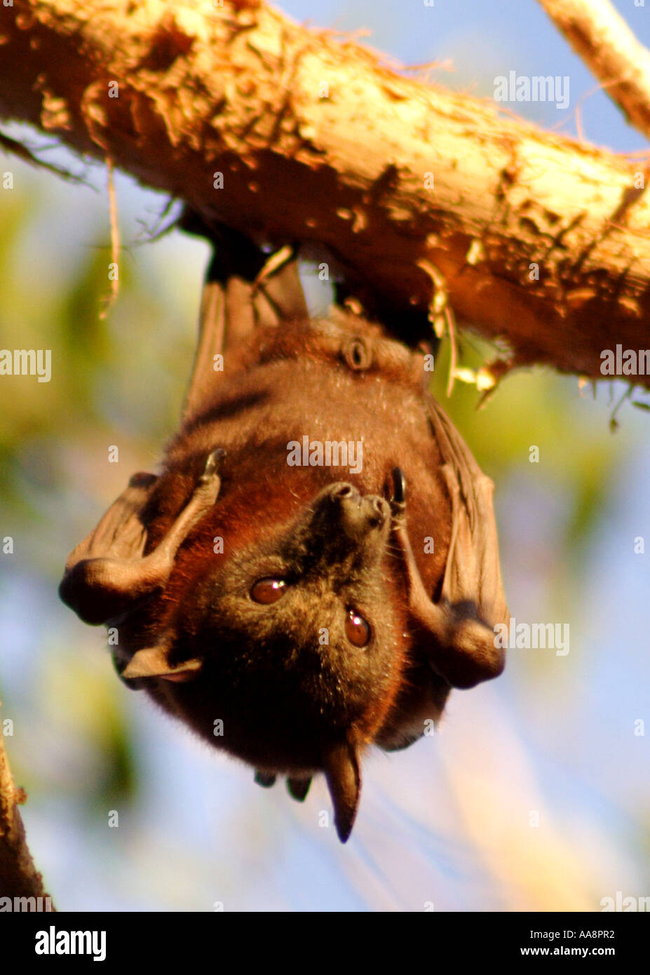 Little red fruit bat hi-res stock photography and images - Alamy