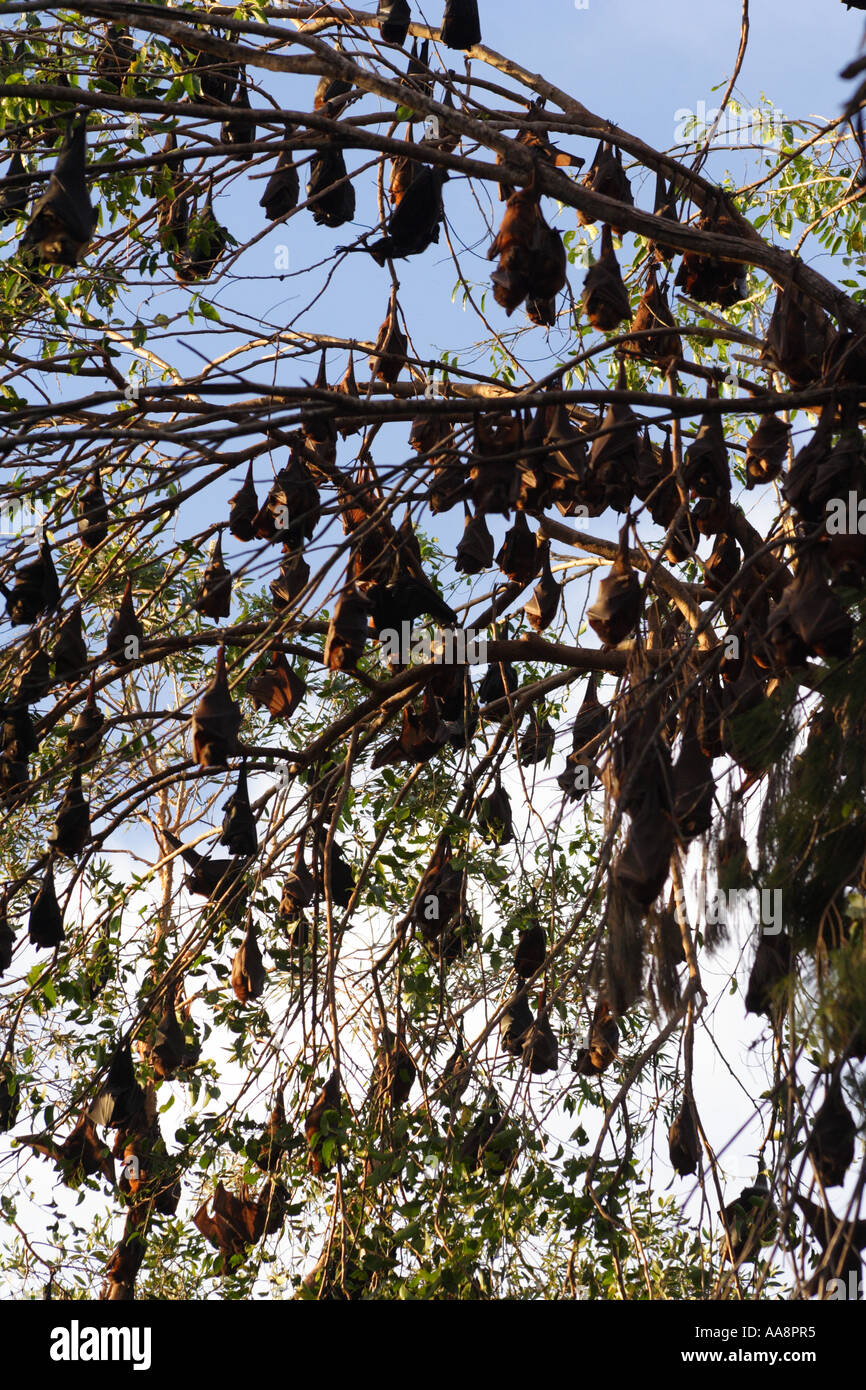 Australian native bats hi-res stock photography and images - Alamy