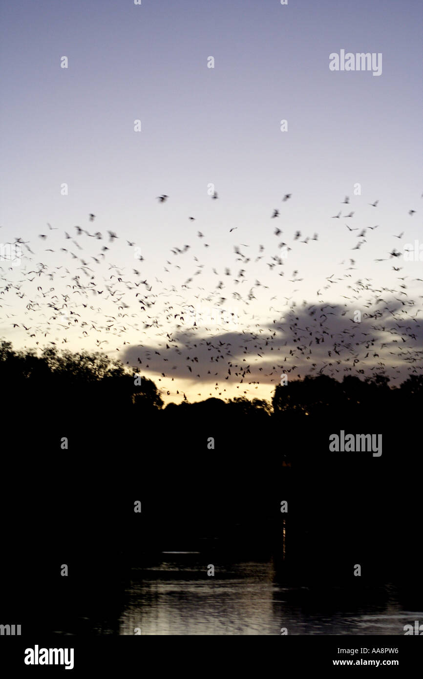 A COLONY OF GREY HEADED BATS FLYING IN THE EVENING SKY BAPDA7201 Stock ...