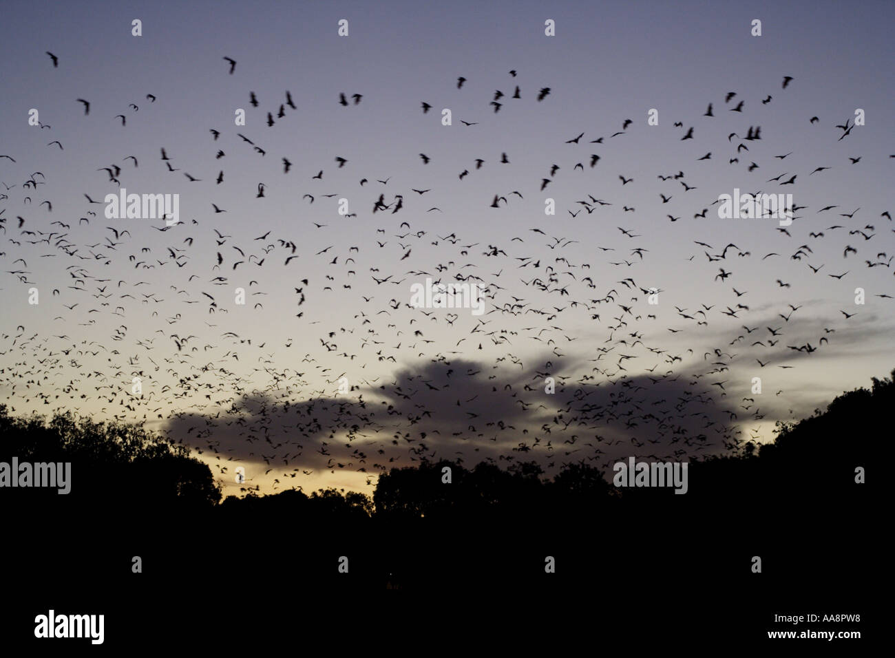 Australian native bats hi-res stock photography and images - Alamy