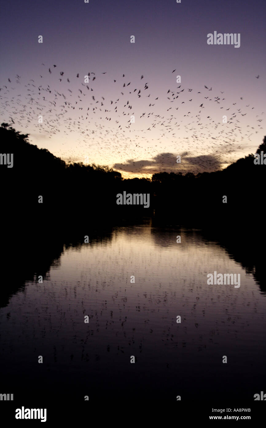 Australian native bats hi-res stock photography and images - Alamy