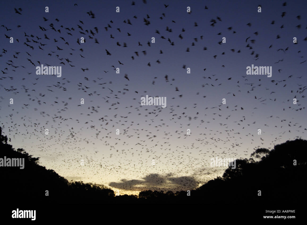 Australian native bats hi-res stock photography and images - Alamy
