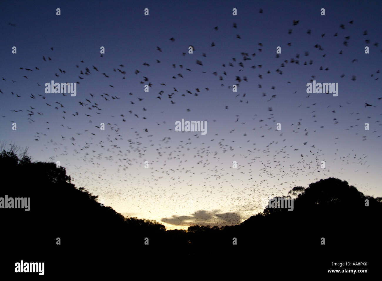 Australian native bats hi-res stock photography and images - Alamy