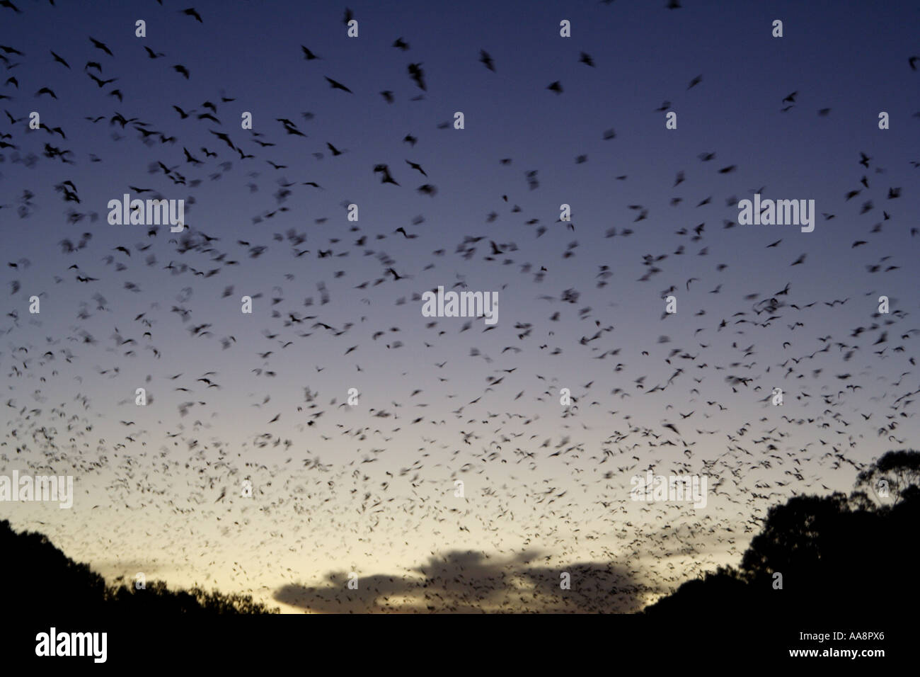 Australian native bats hi-res stock photography and images - Alamy