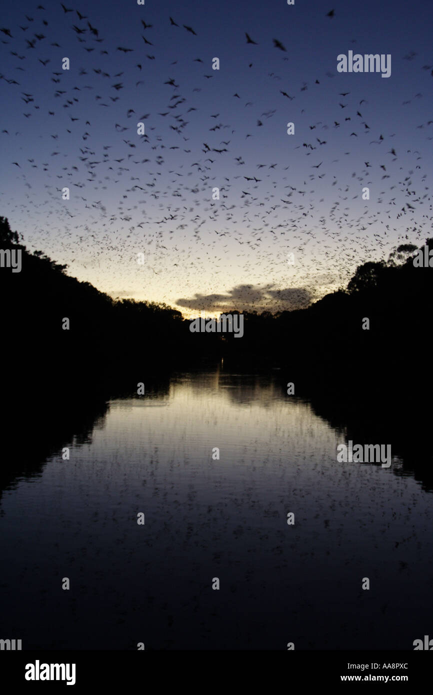 A COLONYOF GREY HEADED BATS FLYING OVER THE RIVER IN THE EVENING SKY ...