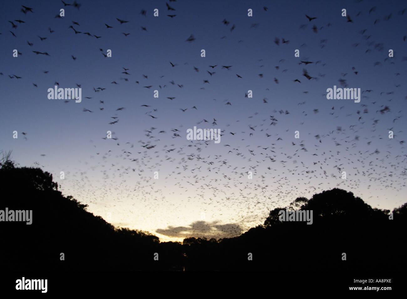 Australian native bats hi-res stock photography and images - Alamy