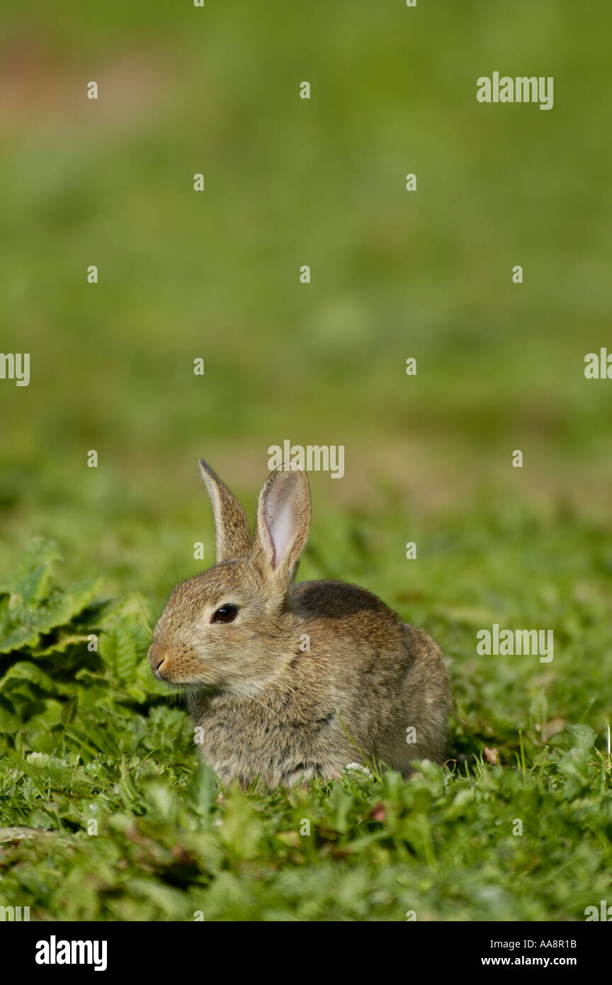 Rabbit Oryctolagus cuniculus Stock Photo - Alamy