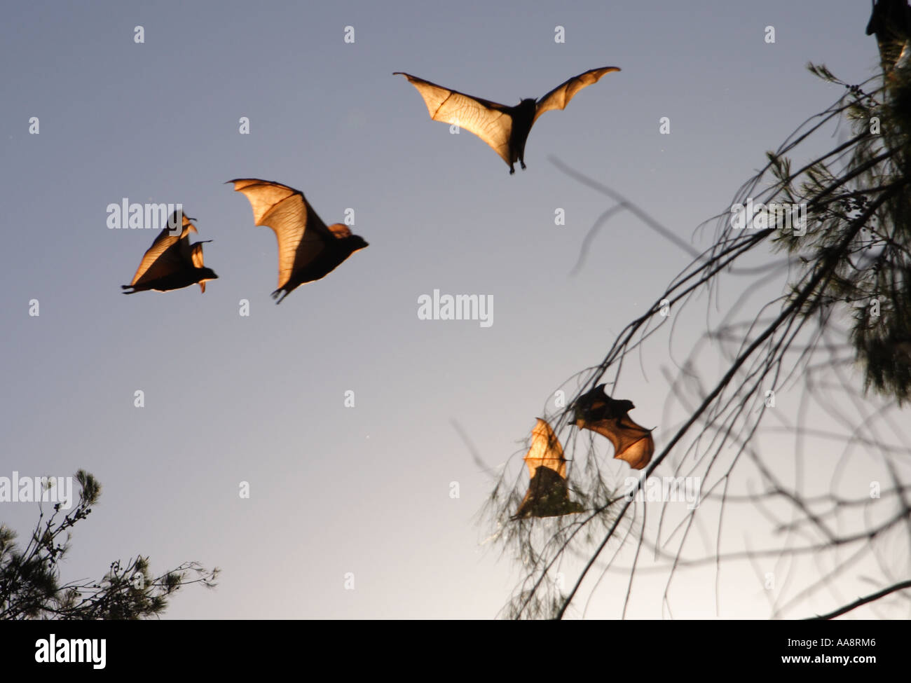 A COLONY OF GREY HEADED FLYING FOXES BAPDb7253 Stock Photo - Alamy