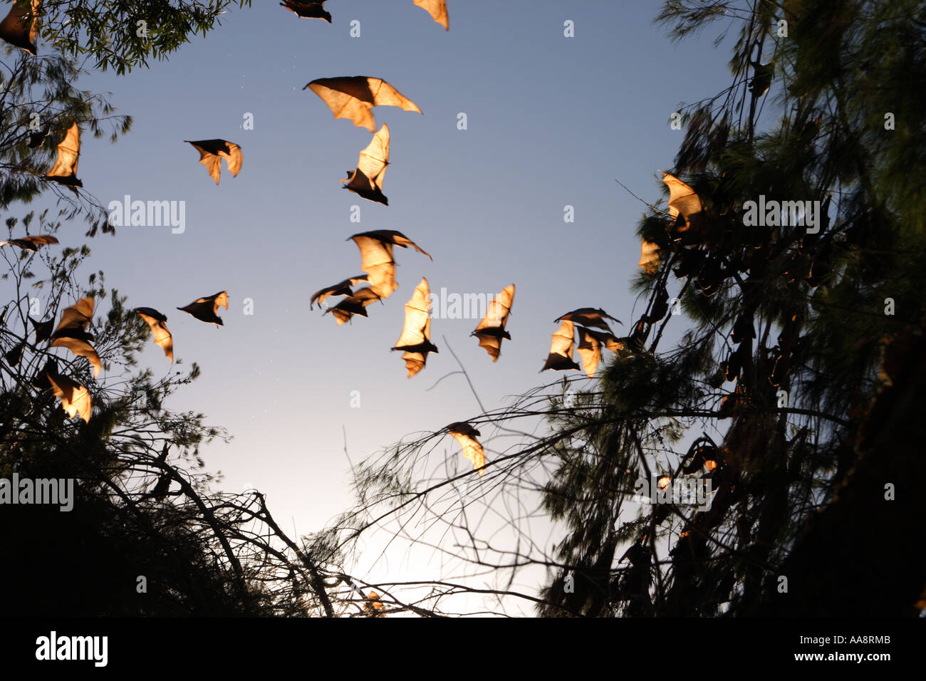 GREY HEADED FLYING FOX BAPDB7256 Stock Photo - Alamy