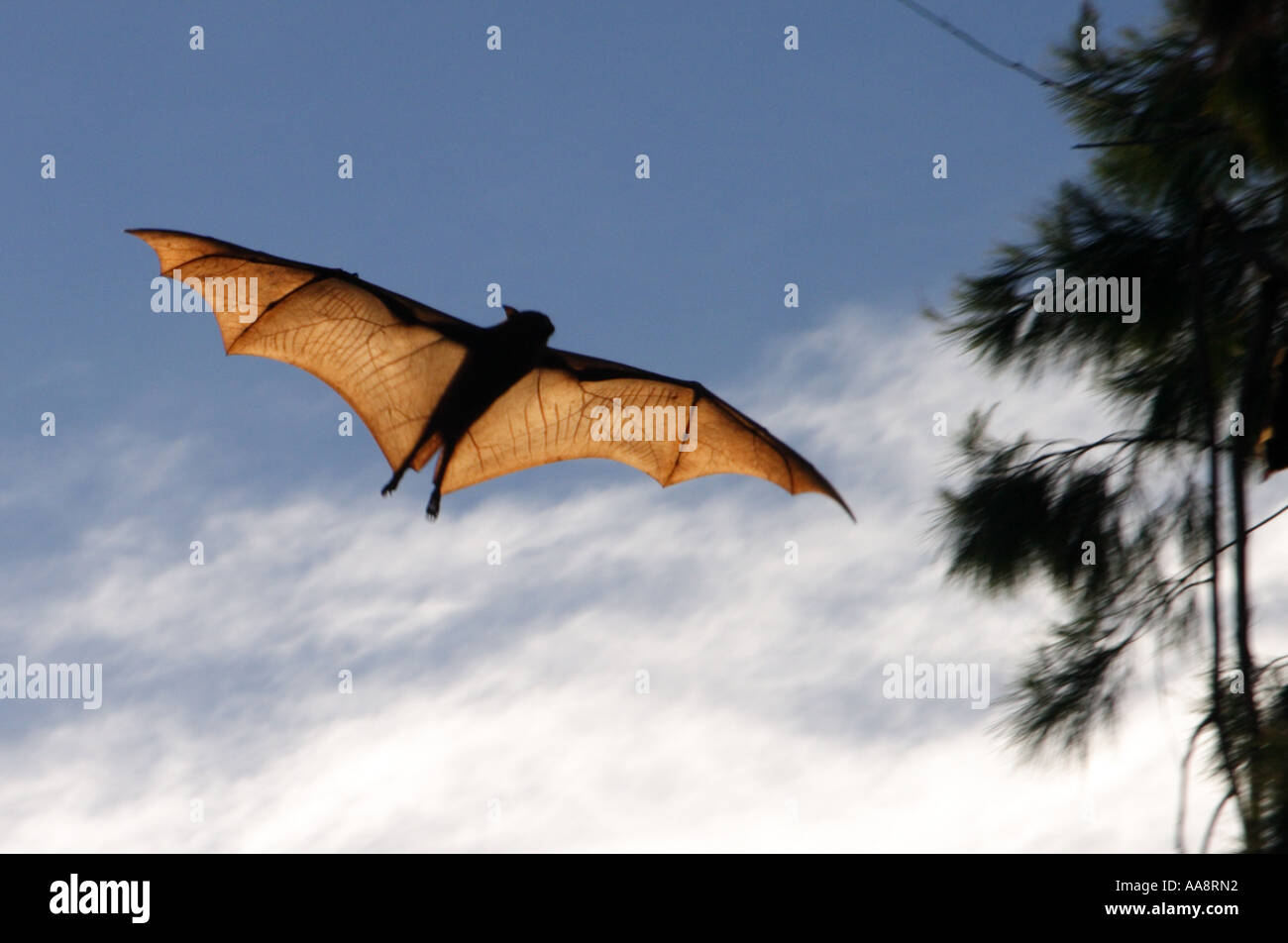 Australian bat species hi-res stock photography and images - Alamy