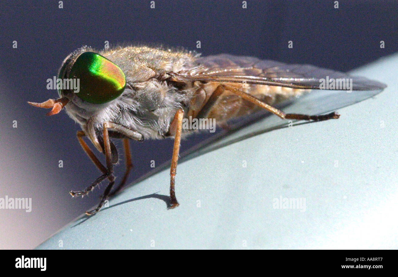 Flesh fly head close up hi-res stock photography and images - Alamy
