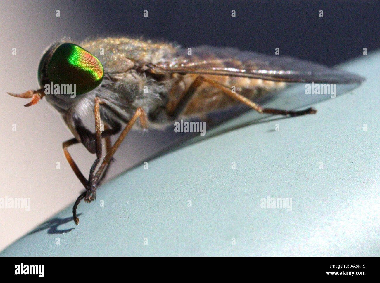 Flesh fly head close up hi-res stock photography and images - Alamy