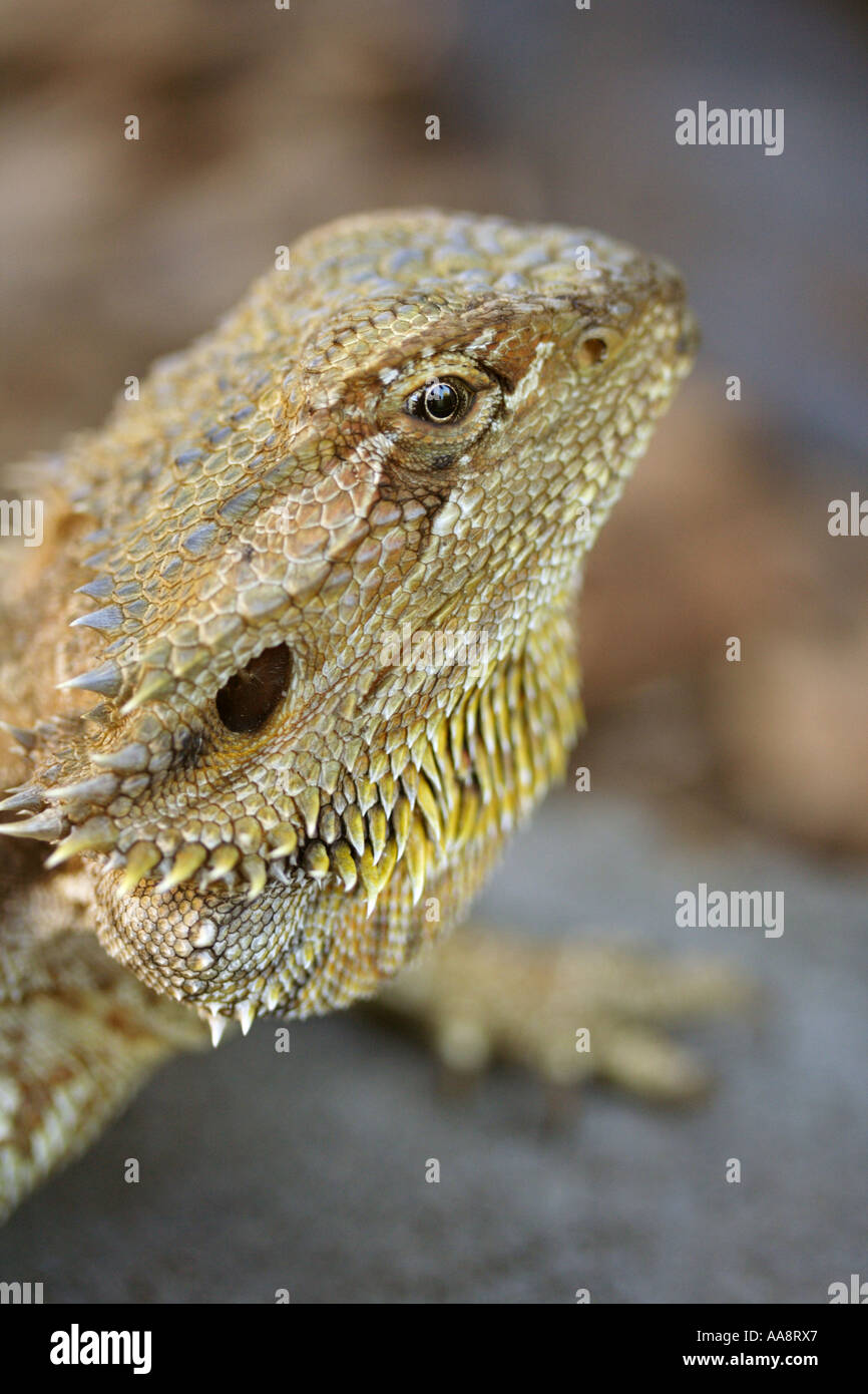 A BEARDED DRAGON LIZARD BAPDA7063 Stock Photo - Alamy