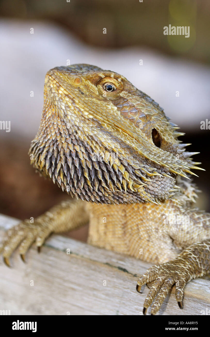 Gular Fold High Resolution Stock Photography and Images - Alamy