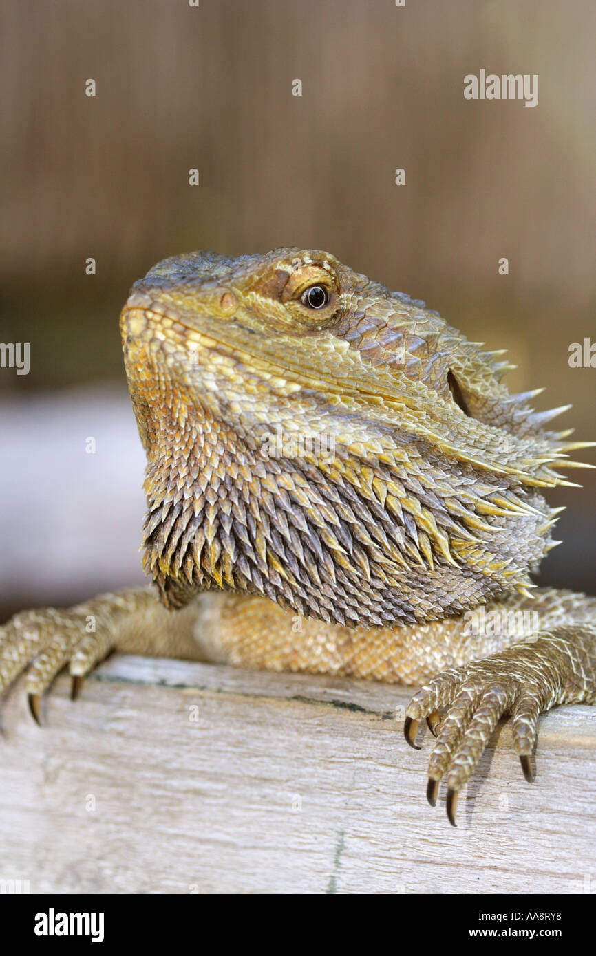 A BEARDED DRAGON LIZARD BAPDA7069 Stock Photo - Alamy