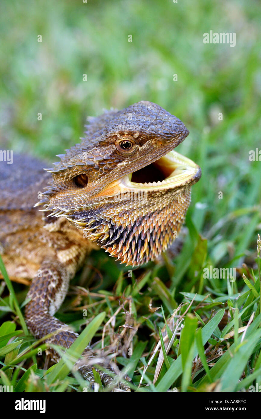 Gular Fold High Resolution Stock Photography and Images - Alamy